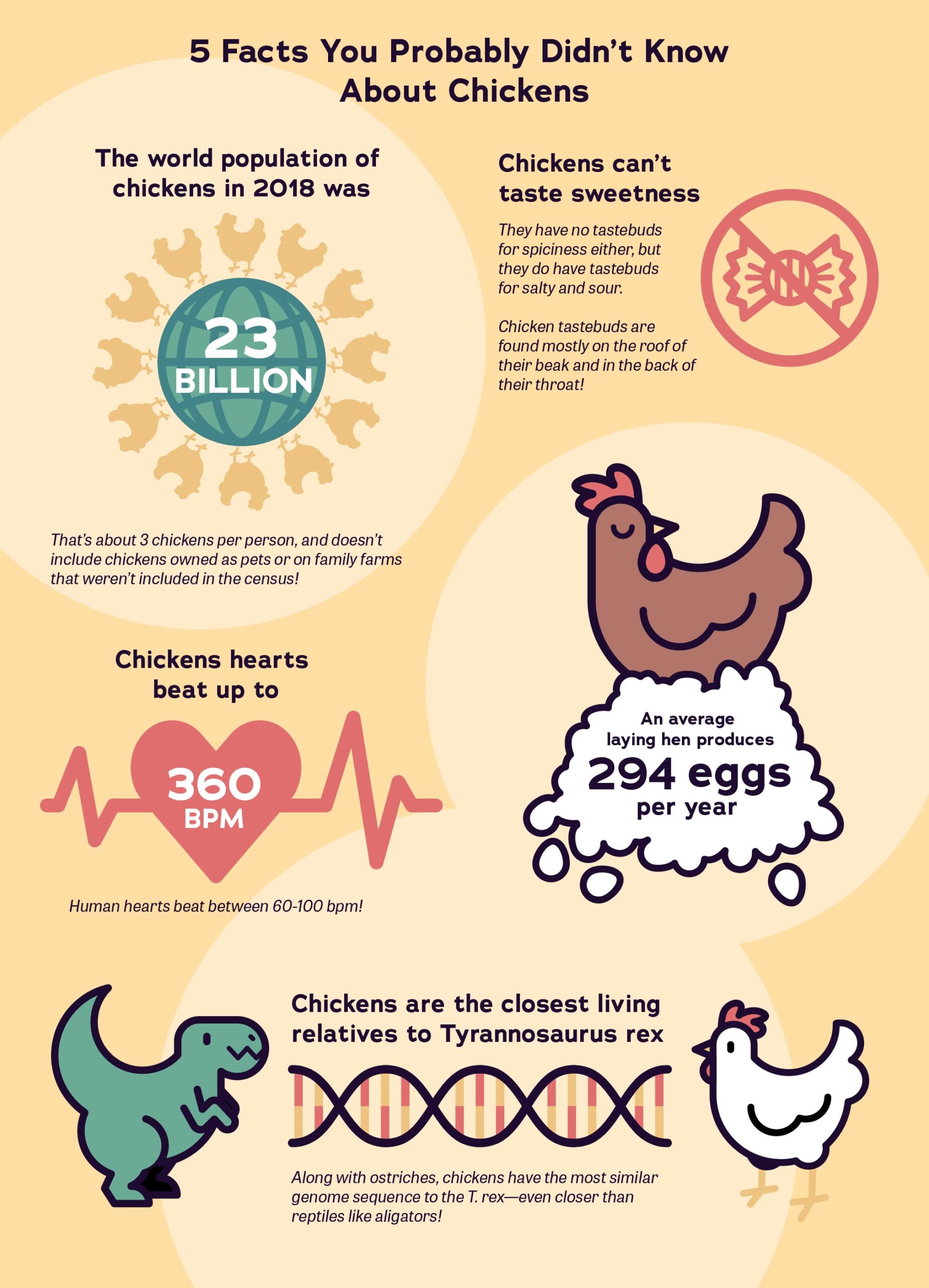 Chicken Facts – Doodleberry Ink